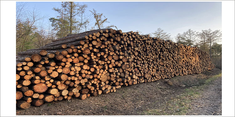 Ethiopia expected to see an increase in demand for the timber industry ...